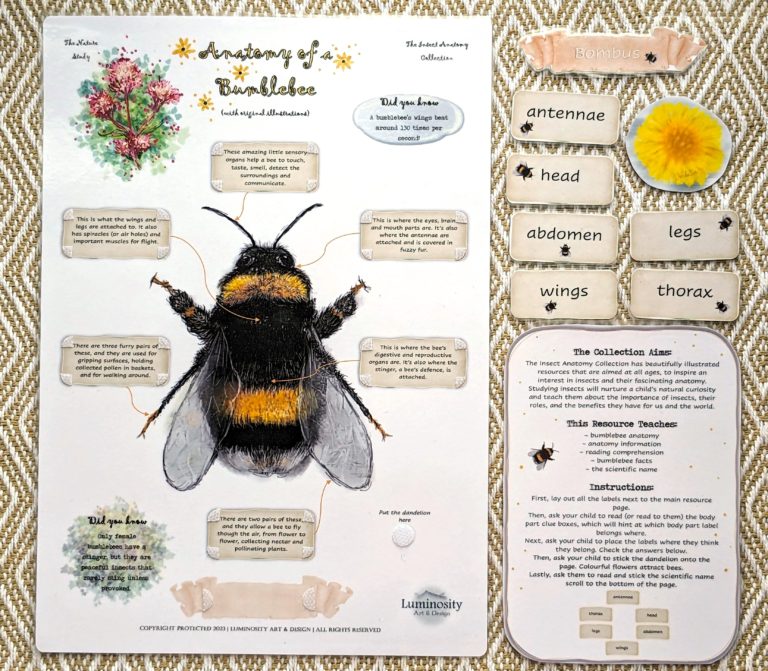 Anatomy of a Bumblebee - Luminosity Art & Design