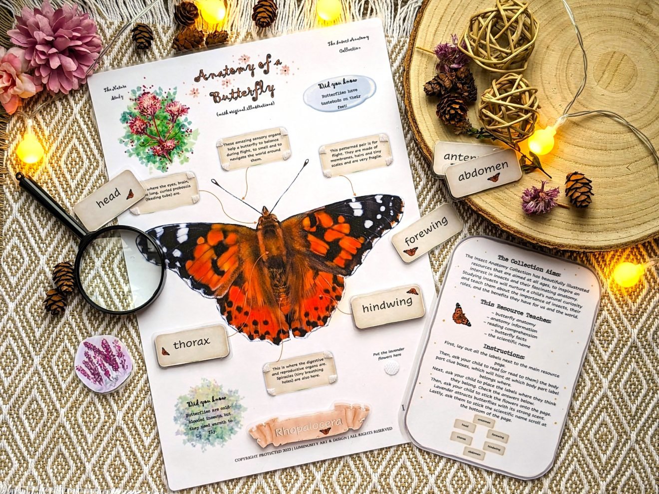 Anatomy of a Butterfly - Luminosity Art & Design