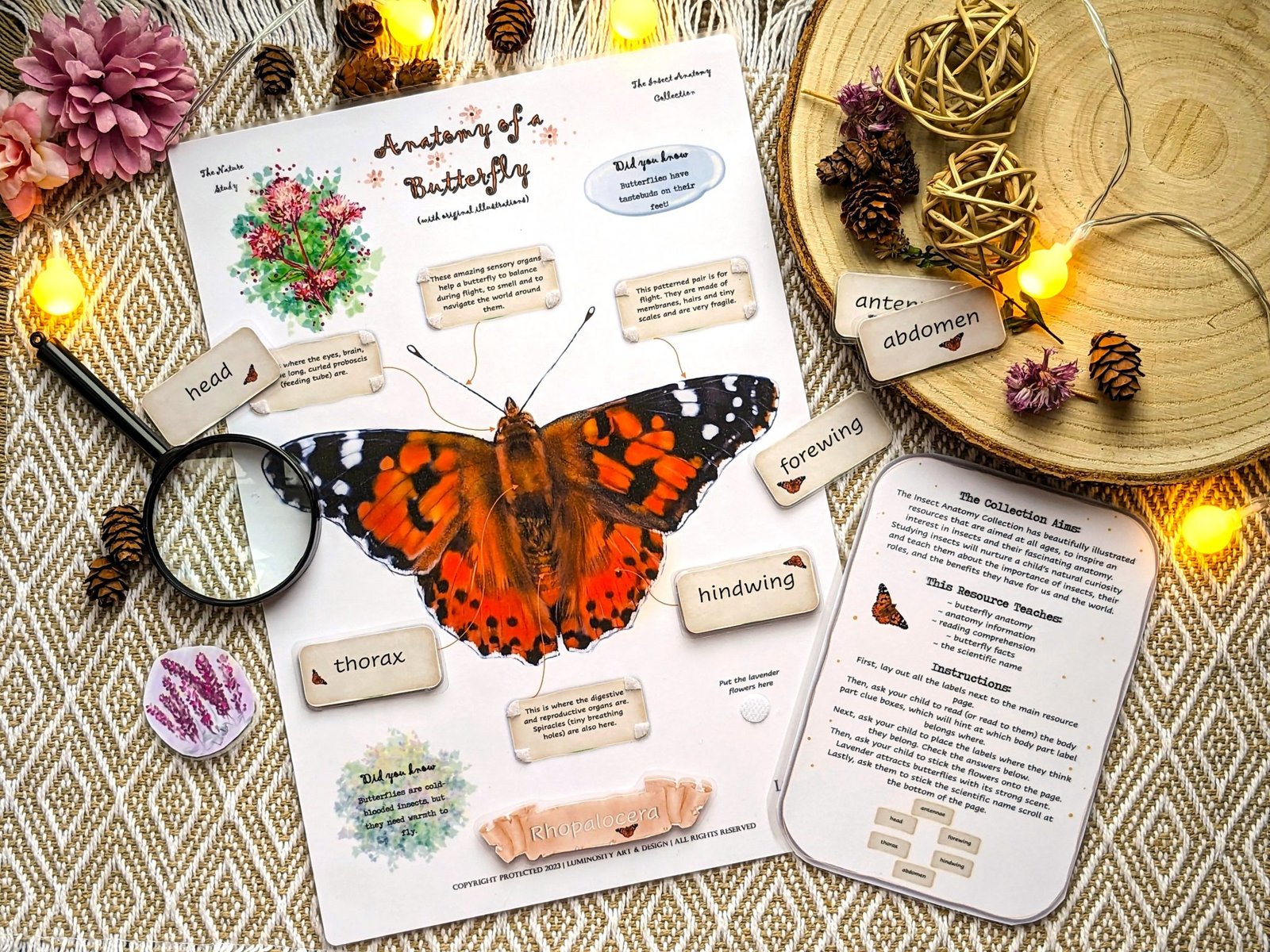 Anatomy of a Butterfly - Luminosity Art & Design