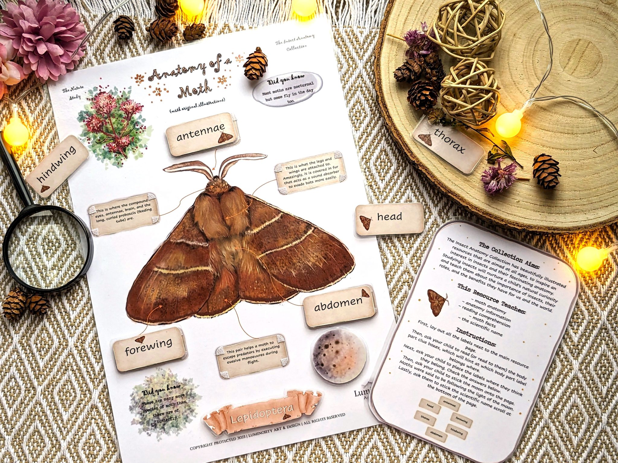 Anatomy of a Butterfly - Luminosity Art & Design